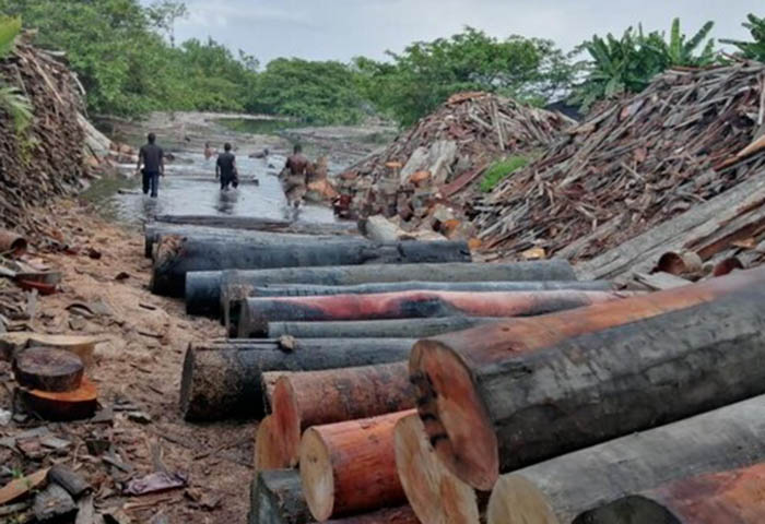 Más de 2.000 trozos de madera incautados en operativos contra delit ...