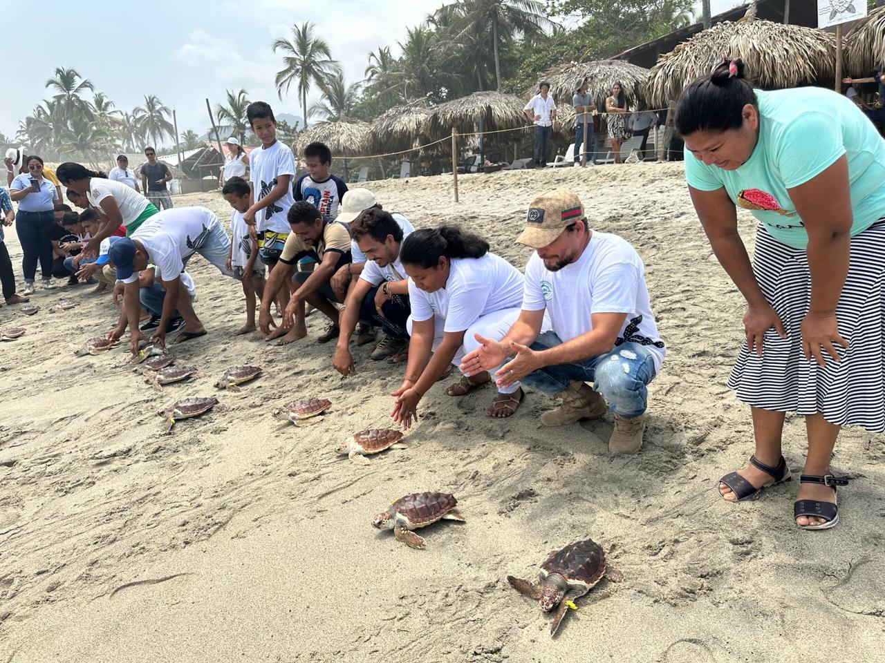 Más de 4.000 tortugas han recibido atención especializada en el ...